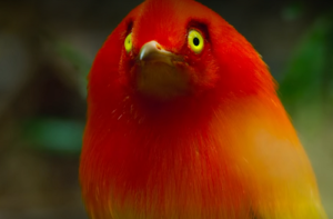 Best Documentaries on Netflix for the intellectual in you